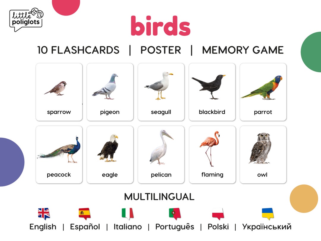 BIRDS Montessori 3-part Cards Multilingual and With Realistic - Etsy