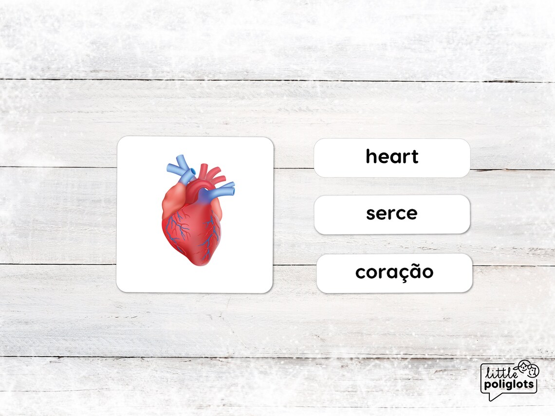 INTERNAL ORGANS Montessori 3-part Cards Multilingual and With Realistic ...