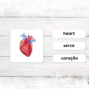 INTERNAL ORGANS Montessori 3-part Cards Multilingual and With Realistic ...