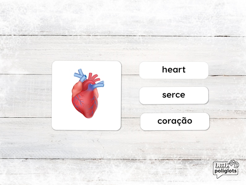 INTERNAL ORGANS Montessori 3-part Cards Multilingual and With Realistic ...