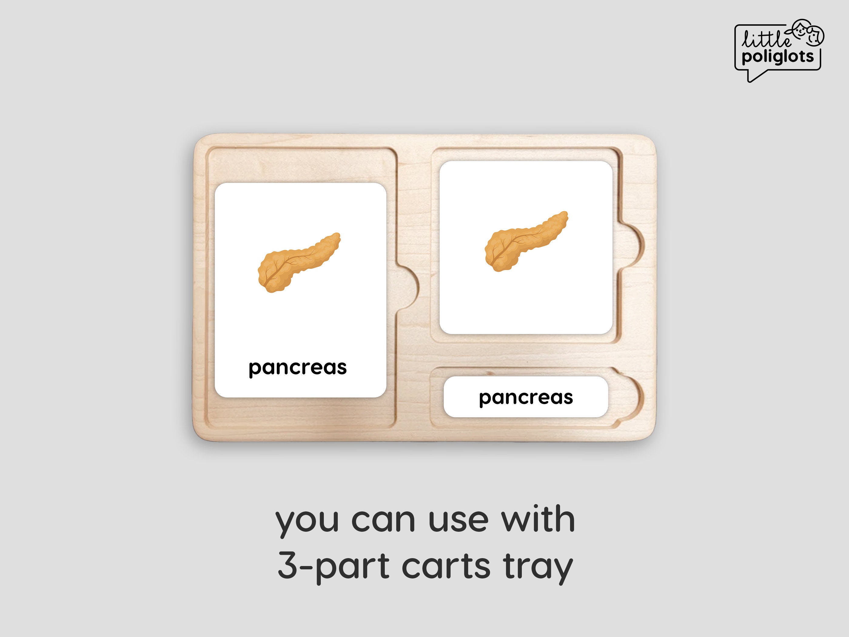 INTERNAL ORGANS Montessori 3-part Cards Multilingual and With Realistic ...