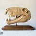 Synapsid Skull, Dimetrodon, Dinosaurus Skull, Woodcarving, Loft, a Gift ...