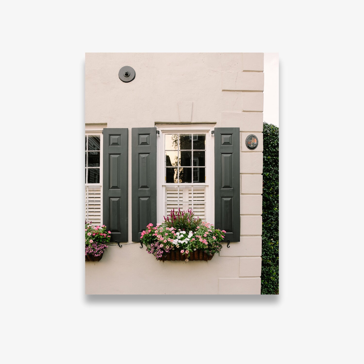 Window Box Wednesday | Charleston Photography Print, Charleston, SC ...