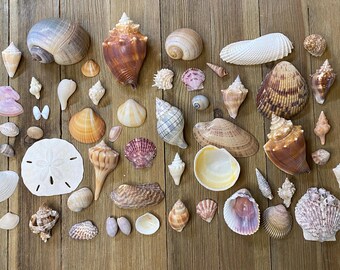 A Mixed Collection of Florida Seashells - Etsy