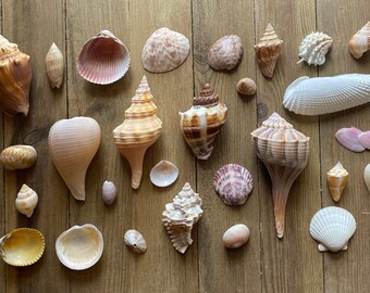 Southwest Florida Seashells Collection - Etsy