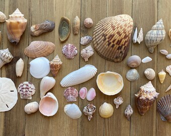 A Mixed Collection of Florida Seashells - Etsy