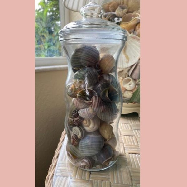 Apple Snail Shell - Etsy