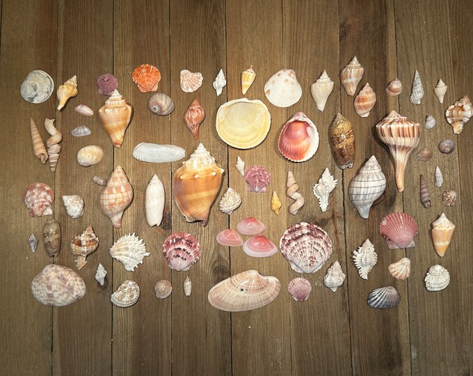 A Mixed Collection of Florida Seashells - Etsy