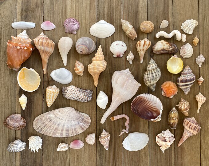 A Mixed Collection of Florida Seashells; Albino Nutmeg Included - Etsy