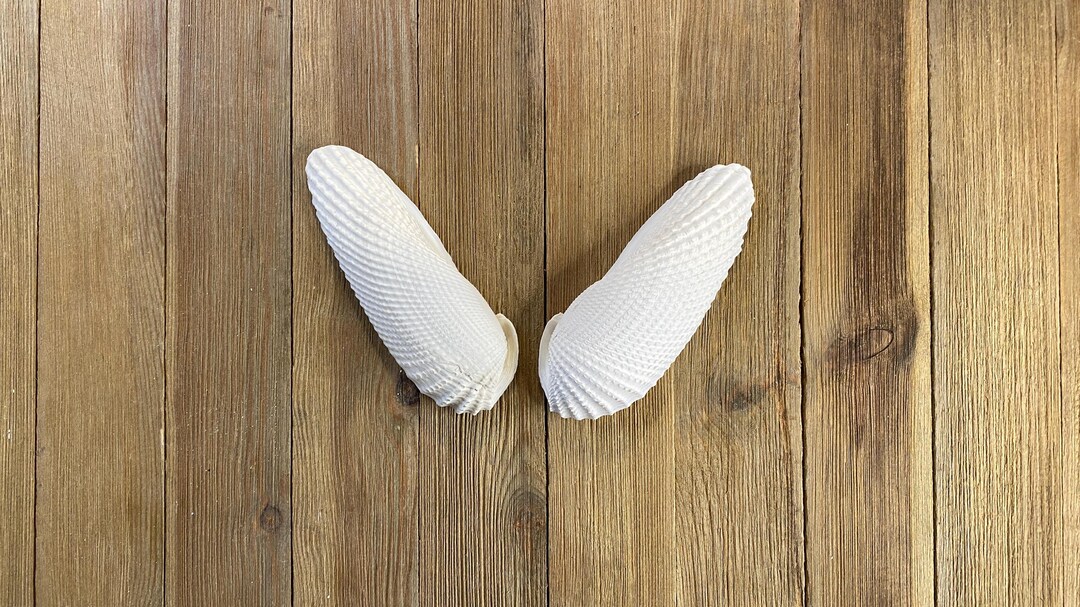 5" Angel Wing Seashells - Etsy
