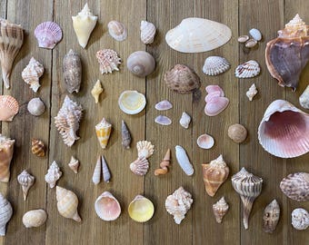 A Mixed Collection of Florida Seashells - Etsy