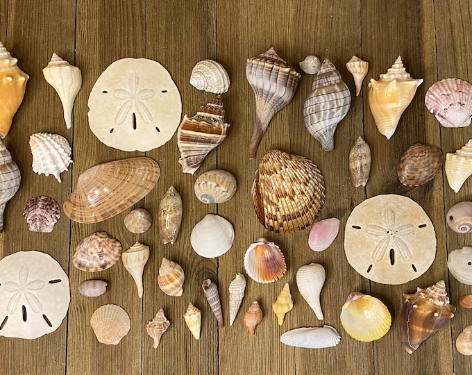 A Mixed Collection of Florida Seashells - Etsy