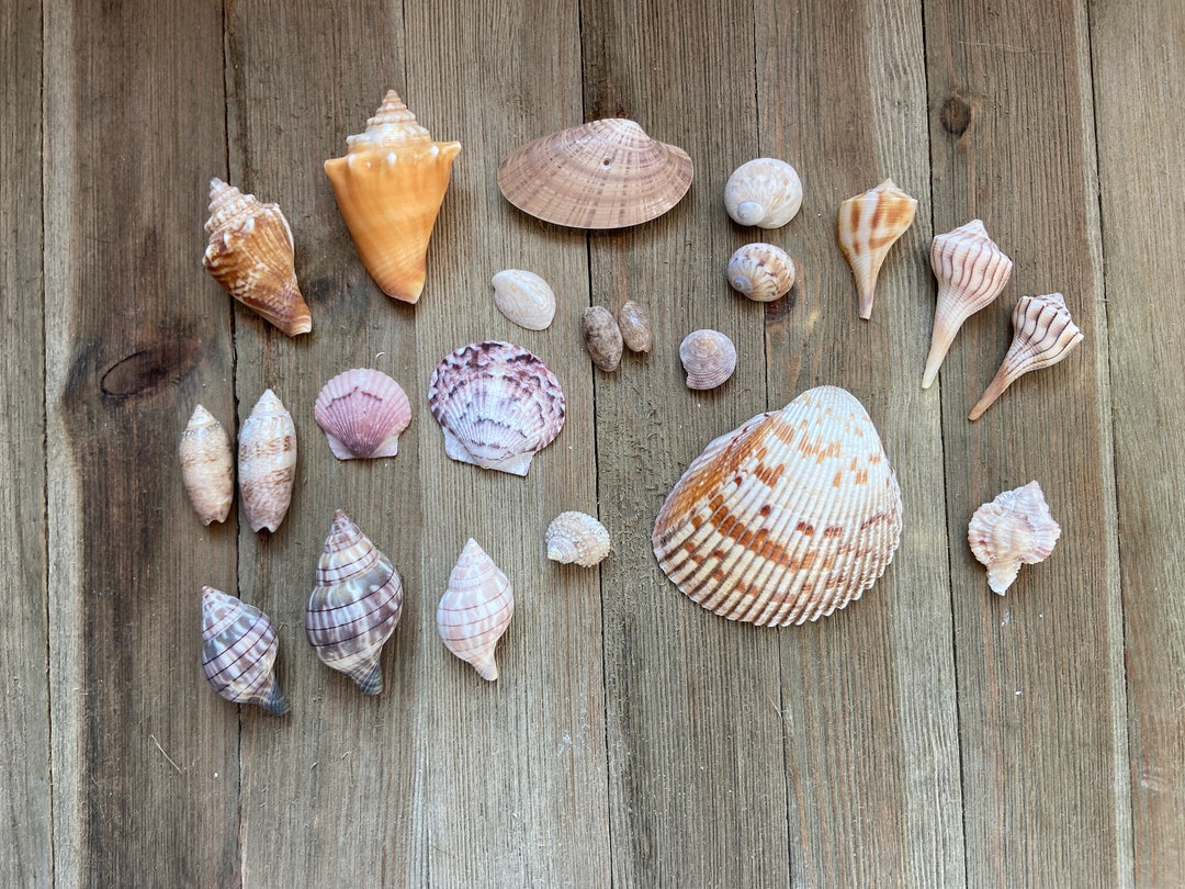 Southwest Florida Seashell Collection - Etsy