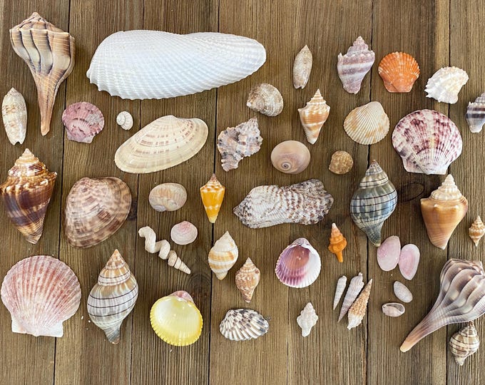 Mixed Collection of Florida Seashells - Etsy