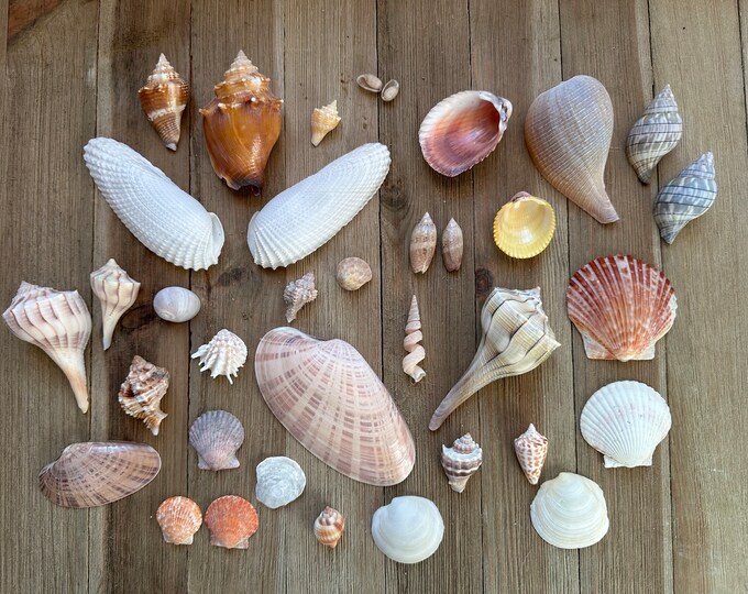 Southwest Florida Seashell Collection - Etsy