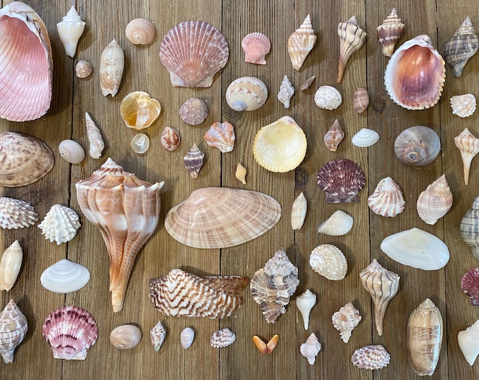 A Mixed Collection of Florida Seashells - Etsy