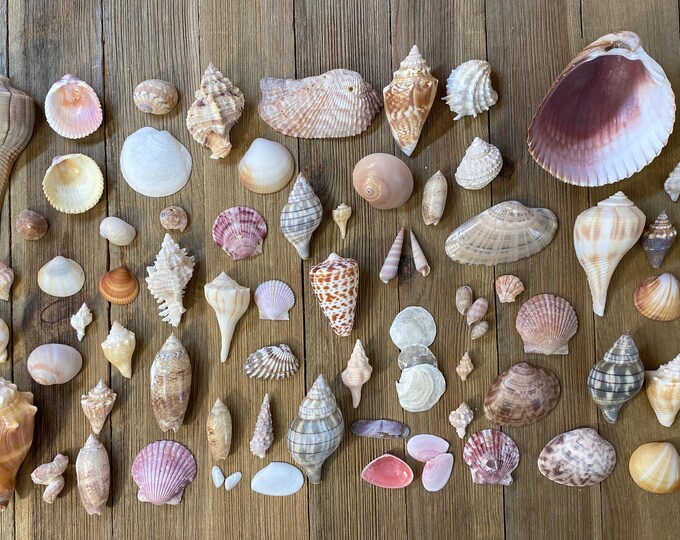 A Mixed Collection of Florida Seashells - Etsy