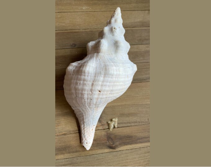 12" Florida Horse Conch With *BONUS* Egg Casing With Tiny Shells - Etsy