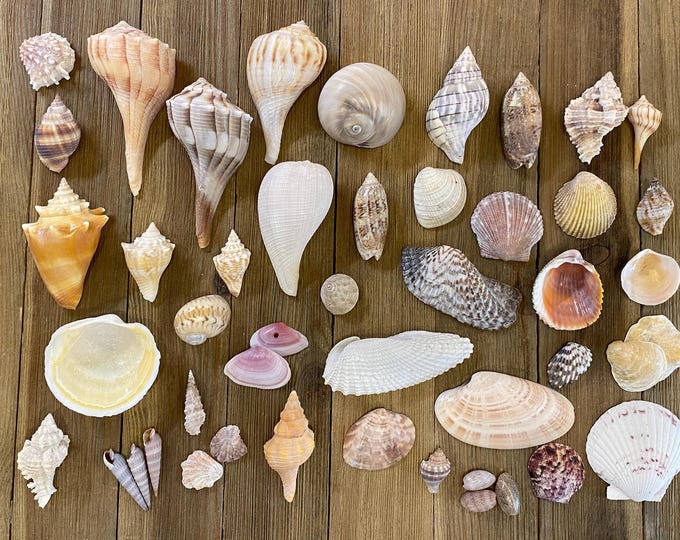 A Mixed Collection of Florida Seashells - Etsy