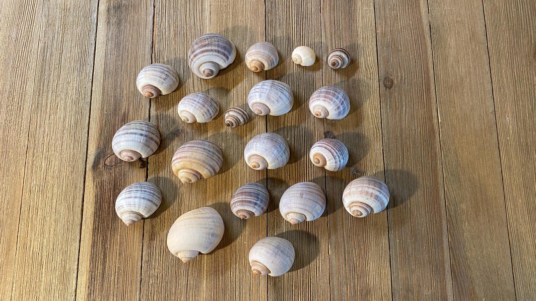 Florida Apple Snail Shells - Etsy