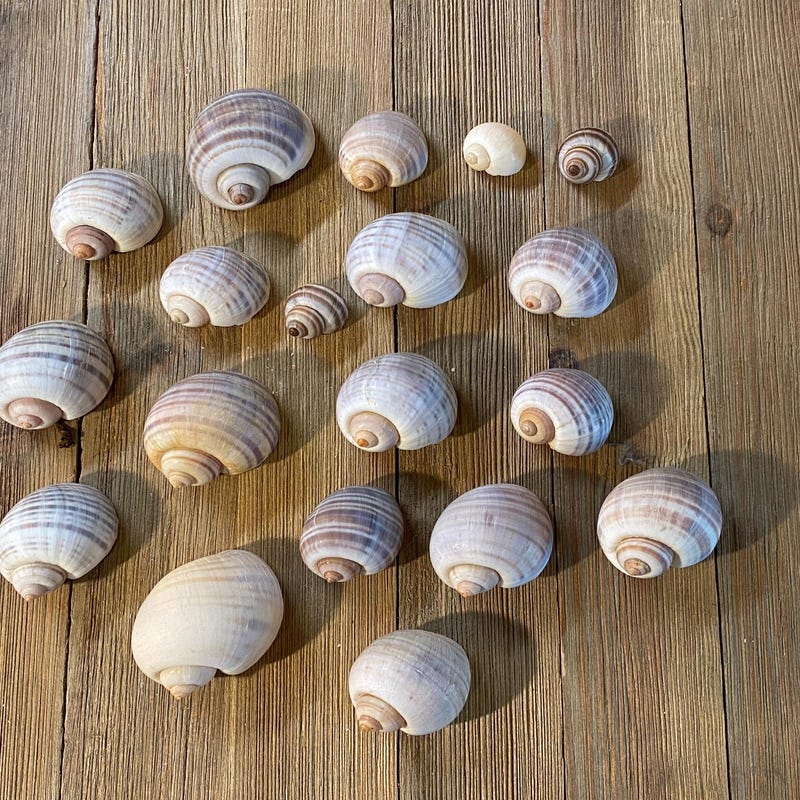 Apple Snail Shell - Etsy