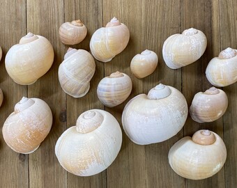 Florida Apple Snail Glass Display - Etsy