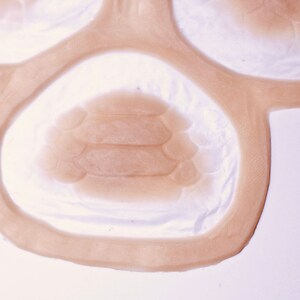 Snake Scales/reptile Forehead, Cheeks and Chin Prosthetic, SFX Makeup ...