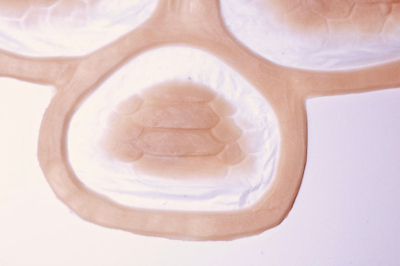 Snake Scales/reptile Forehead Cheeks and Chin Prosthetic SFX - Etsy