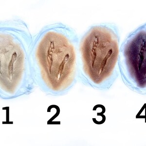 Skeletal Zombie Cheekbones/eye Sockets Prosthetic, SFX Makeup, Silicone ...