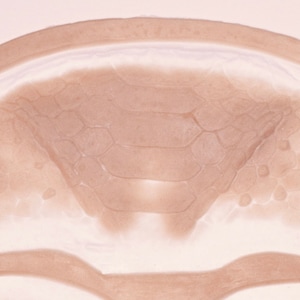 Snake Scales/reptile Forehead, Cheeks and Chin Prosthetic, SFX Makeup ...
