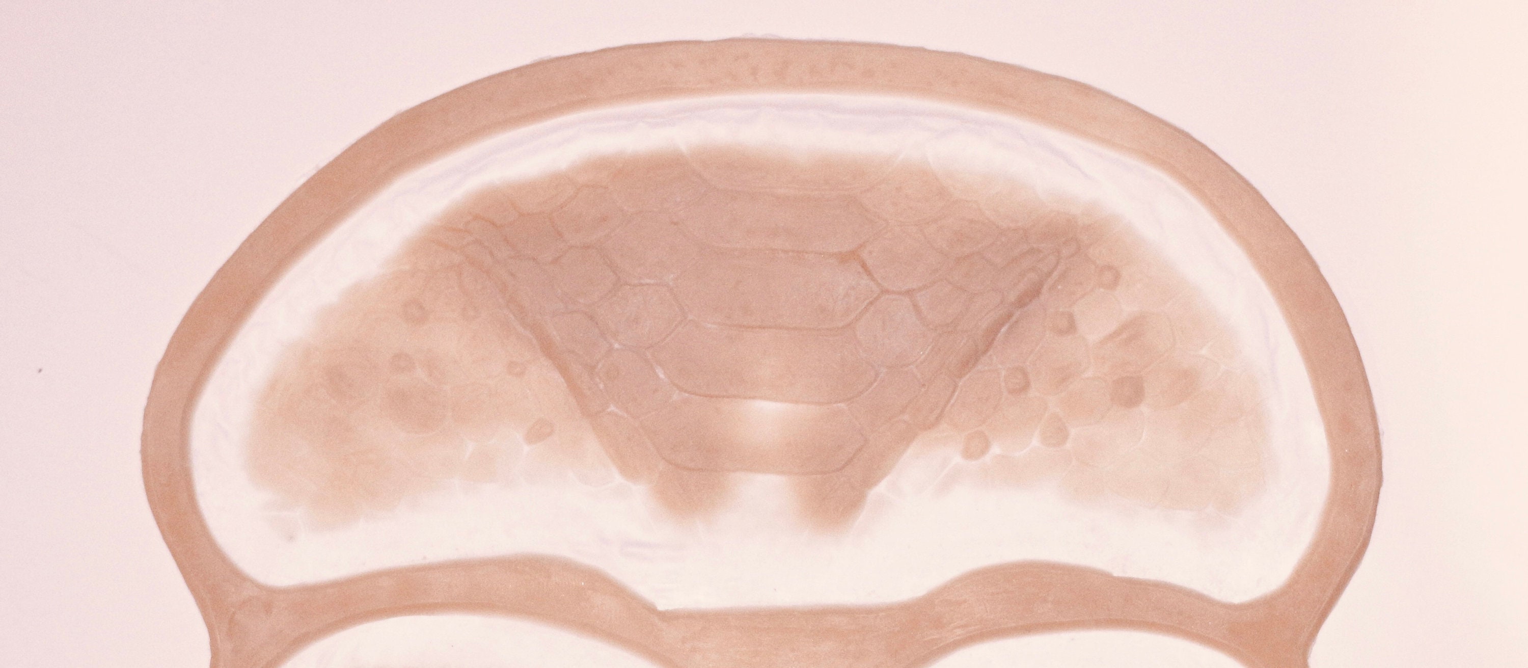 Snake Scales/reptile Forehead Cheeks and Chin Prosthetic SFX - Etsy