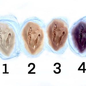 Snake Scales/reptile Forehead, Cheeks and Chin Prosthetic, SFX Makeup ...
