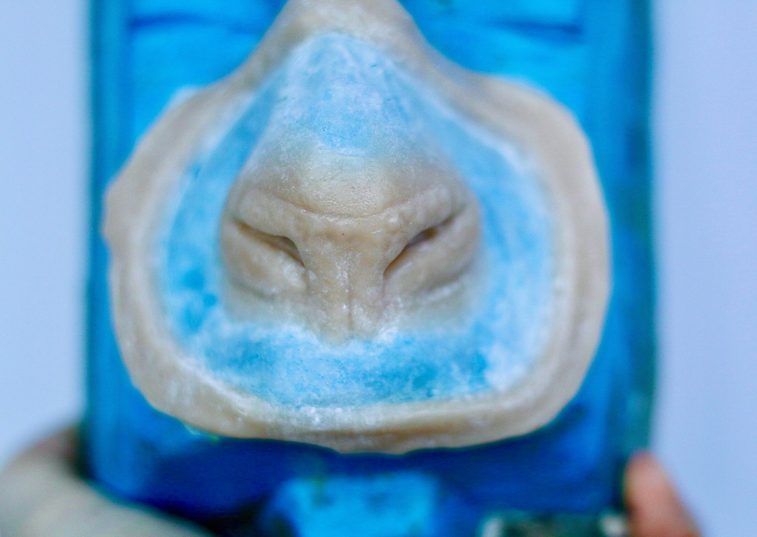 Cat Lion Nose Prosthetic SFX Makeup Silicone Appliance - Etsy Denmark