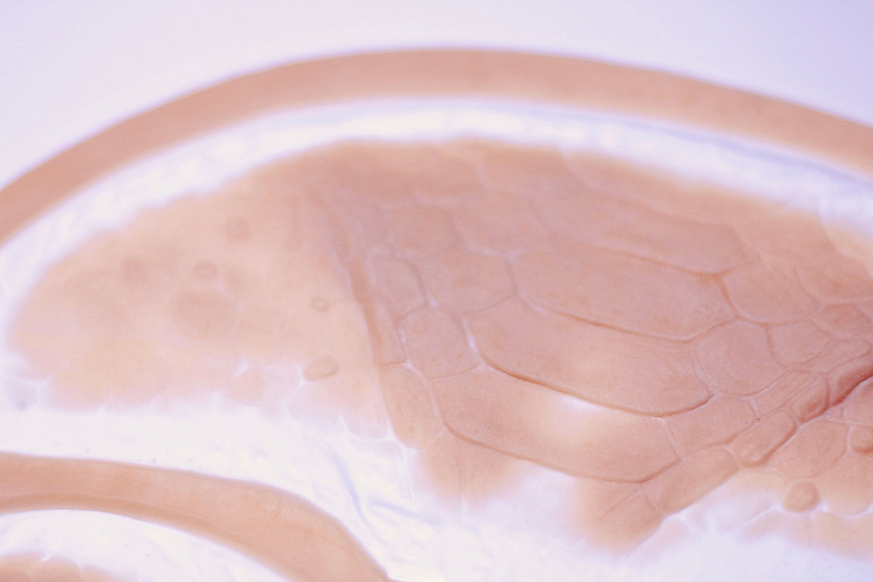 Snake Forehead and Cheekbones Prosthetic SFX Makeup Silicone | Etsy