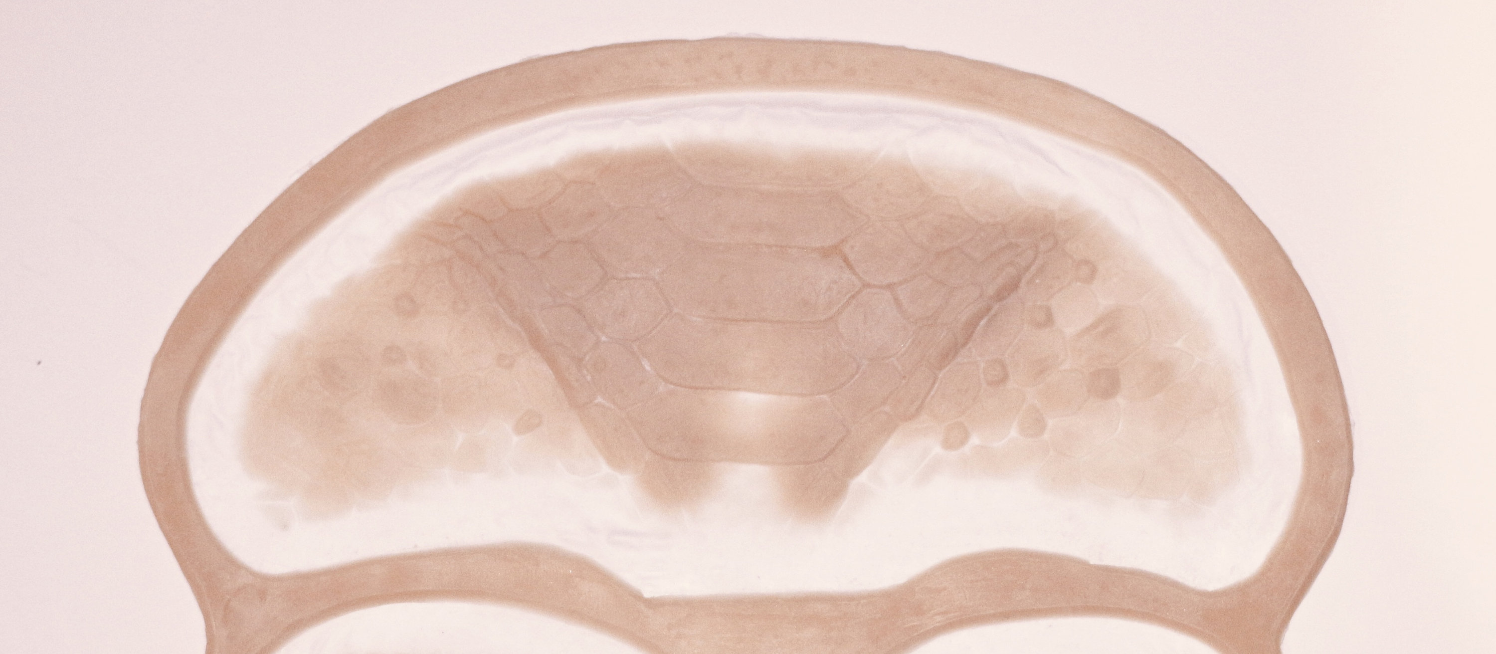 Snake Forehead and Cheekbones Prosthetic SFX Makeup Silicone | Etsy