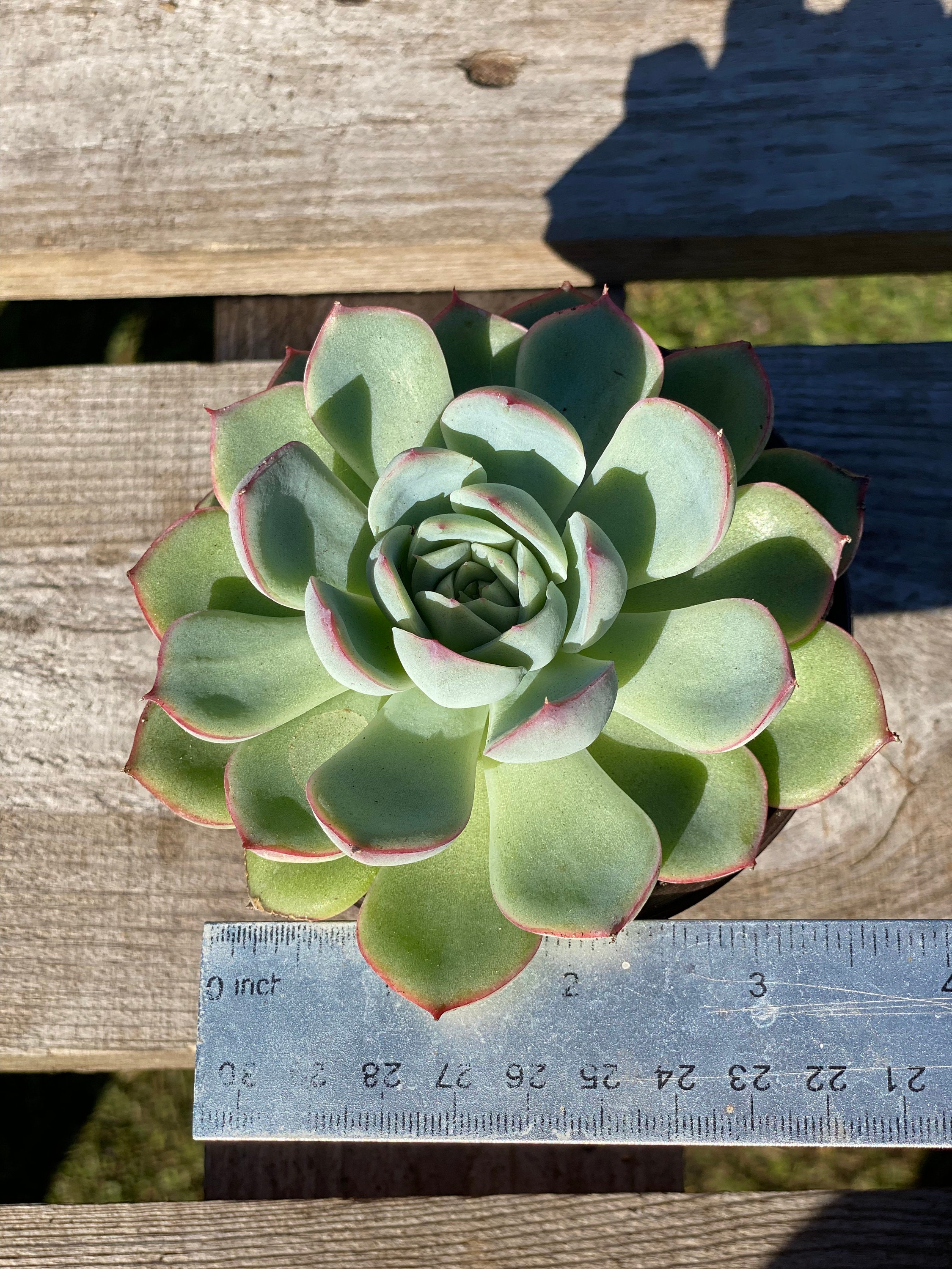 Home & Living Plants Imported Rare Echeveria lotus succulent from Korea ...