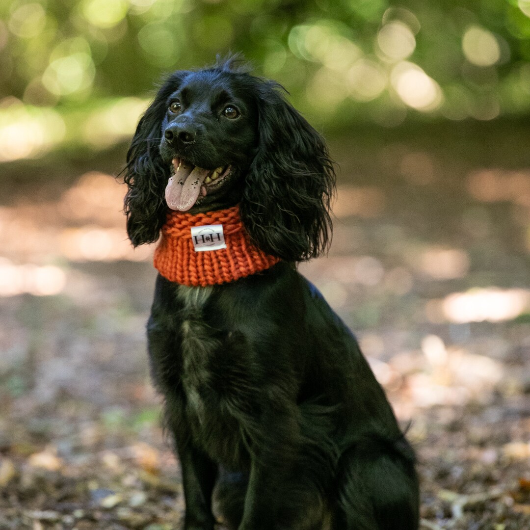 Luxury Hand Knitted 100% Merino Wool Dog Snood - Cinnamon - Etsy