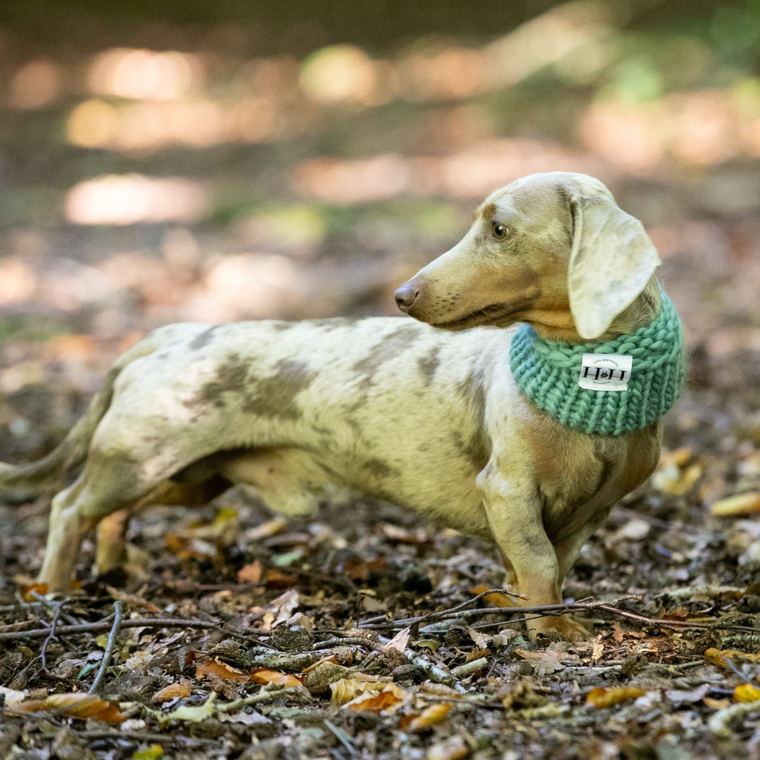 Luxury Hand Knitted 100% Merino Wool Dog Snood - Teal - Etsy