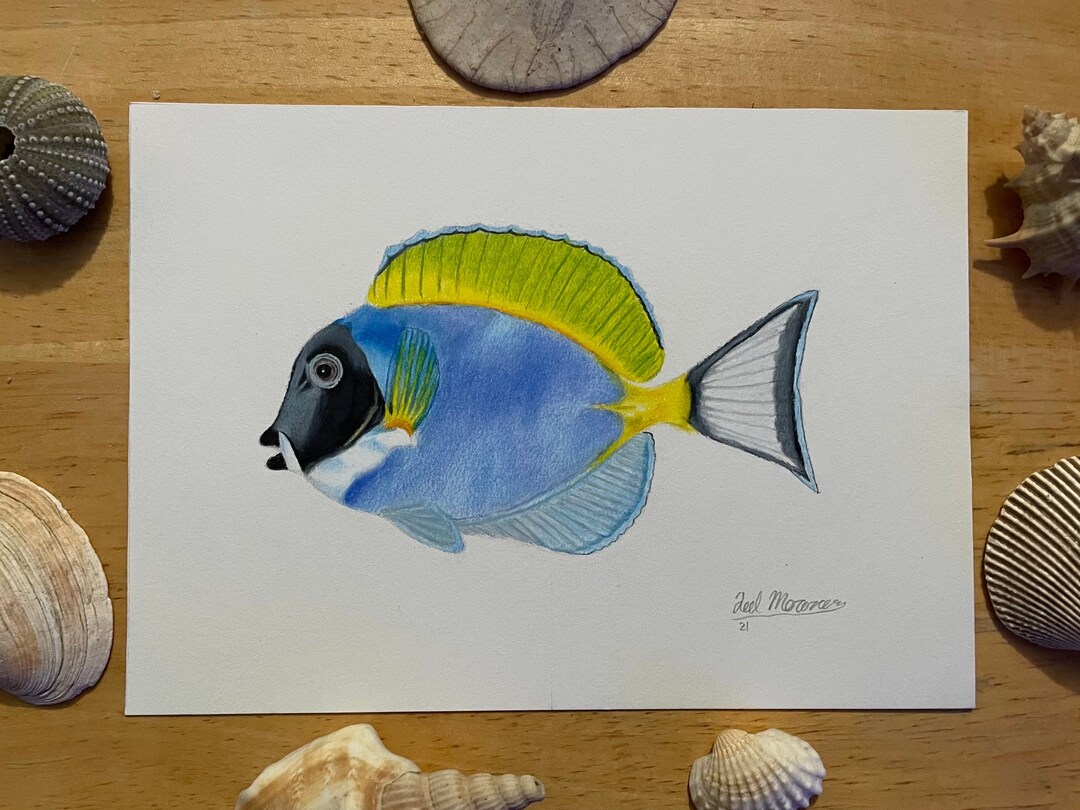 Original 5x7in Powder Blue Tang Drawing - Etsy