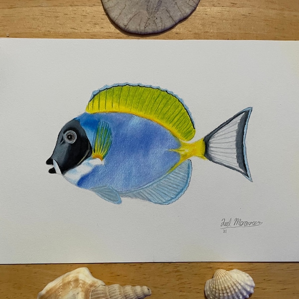 Powder Blue Tang - Etsy
