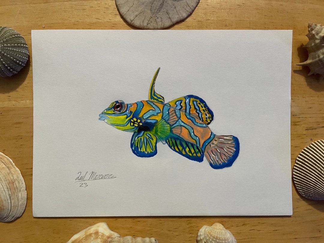 Original 5x7in Mandarin Goby Drawing - Etsy