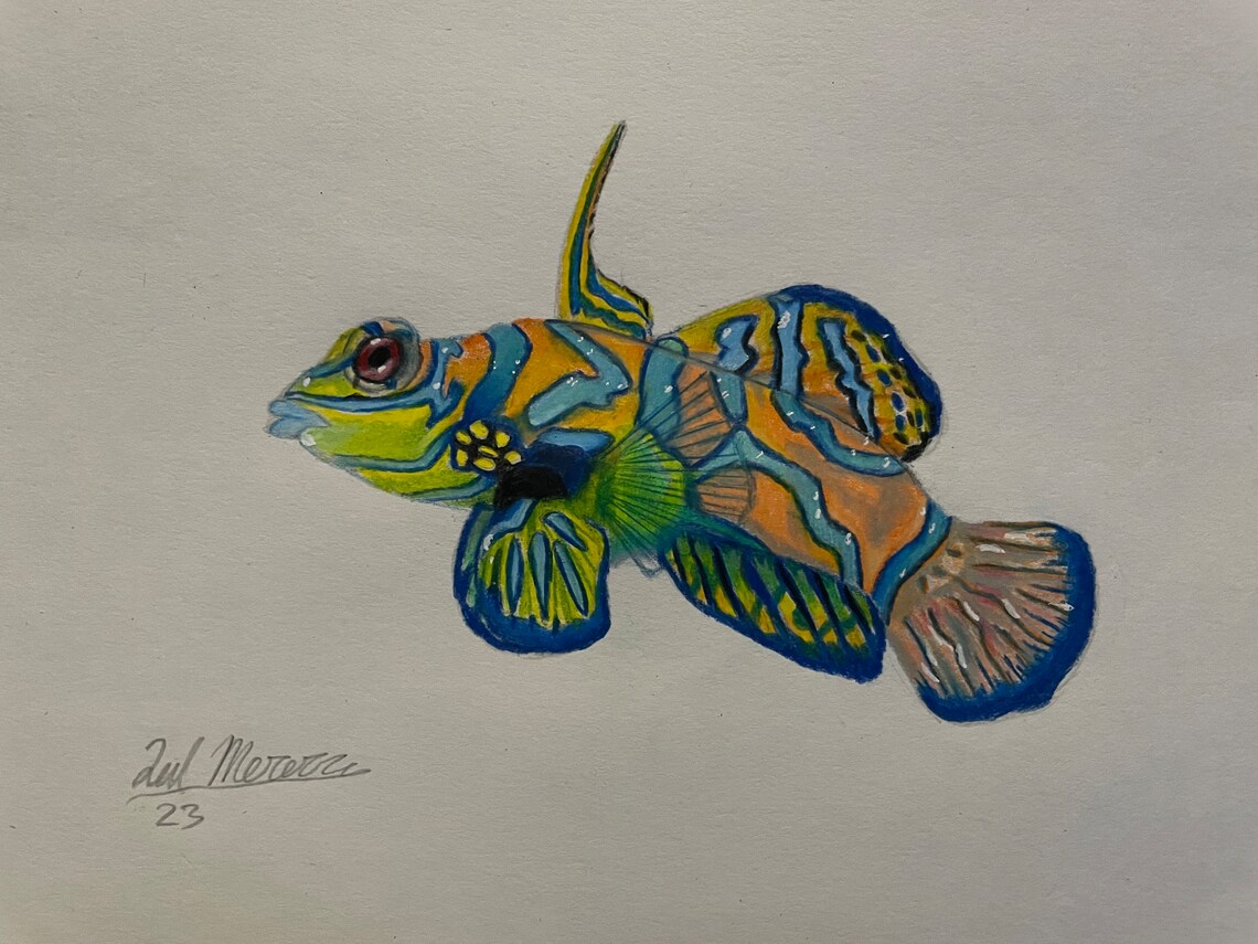 Original 5x7in Mandarin Goby Drawing - Etsy