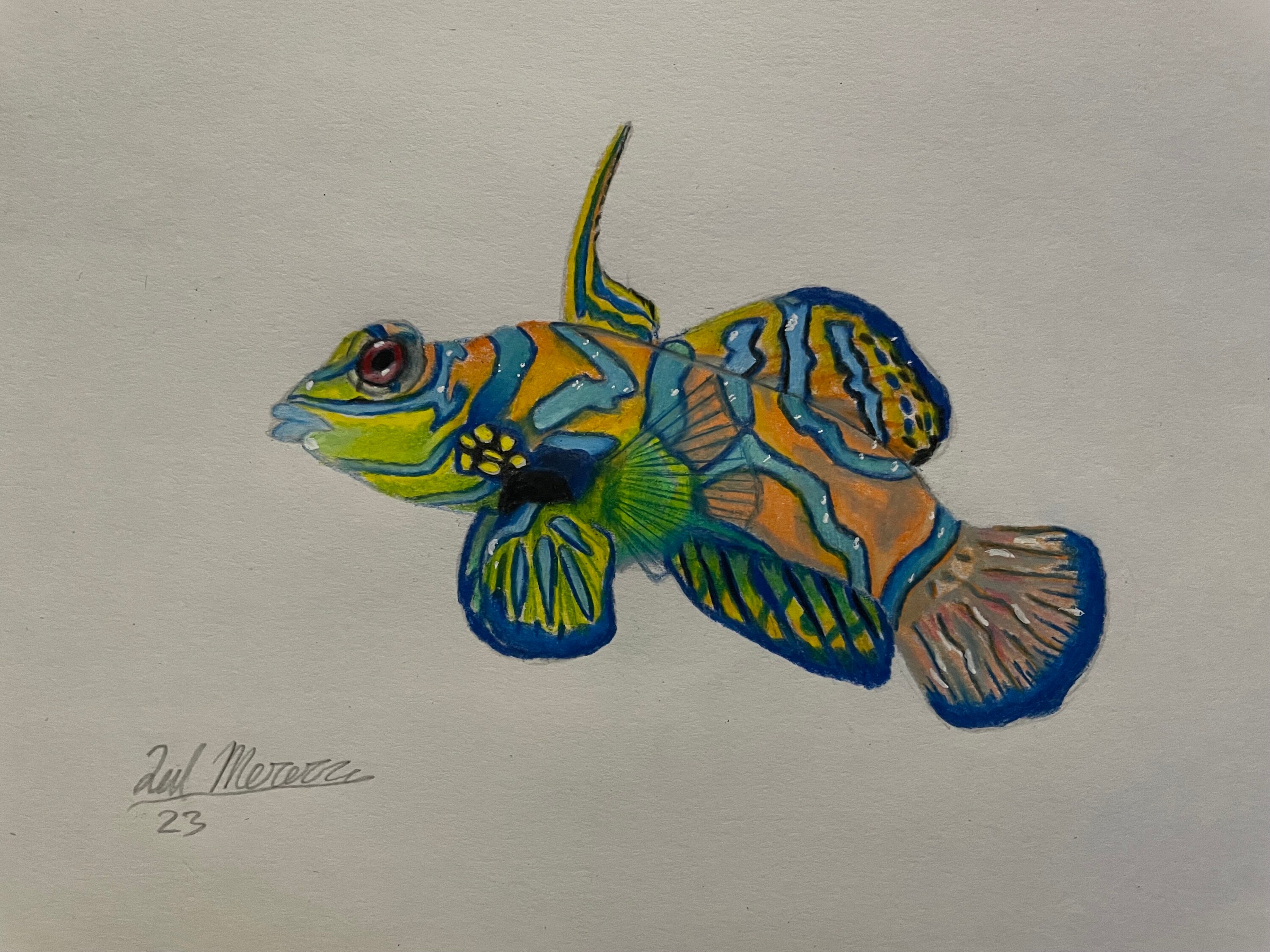 Original 5x7in Mandarin Goby Drawing - Etsy