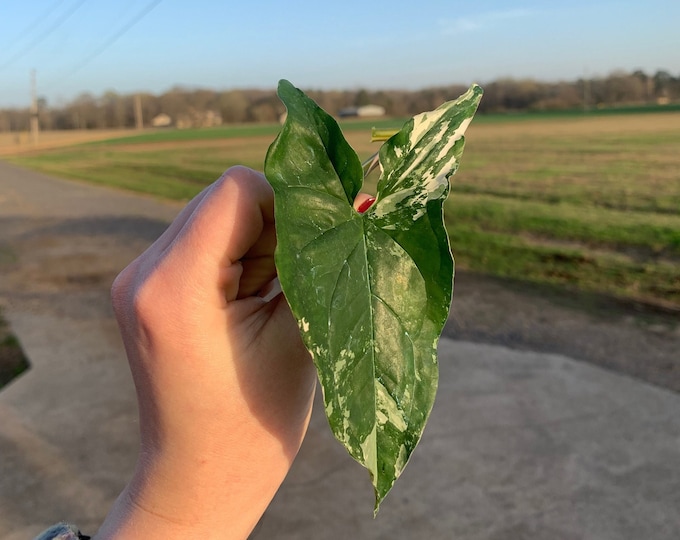 Syngonium Albo Cutting, Variegated Syngonium, Variegated Syngonium Albo ...