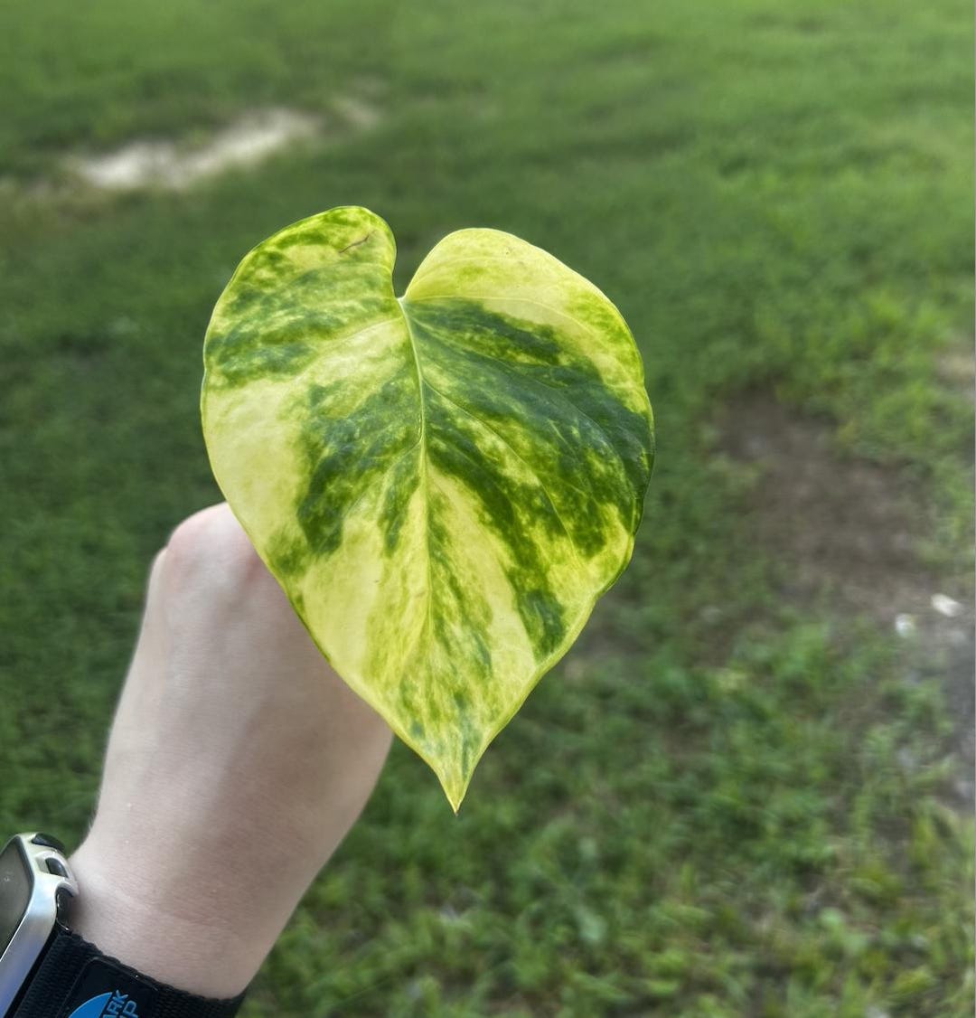 Golden Pothos Sport Mutation Epipremnum Aureum Propagations- Node ...