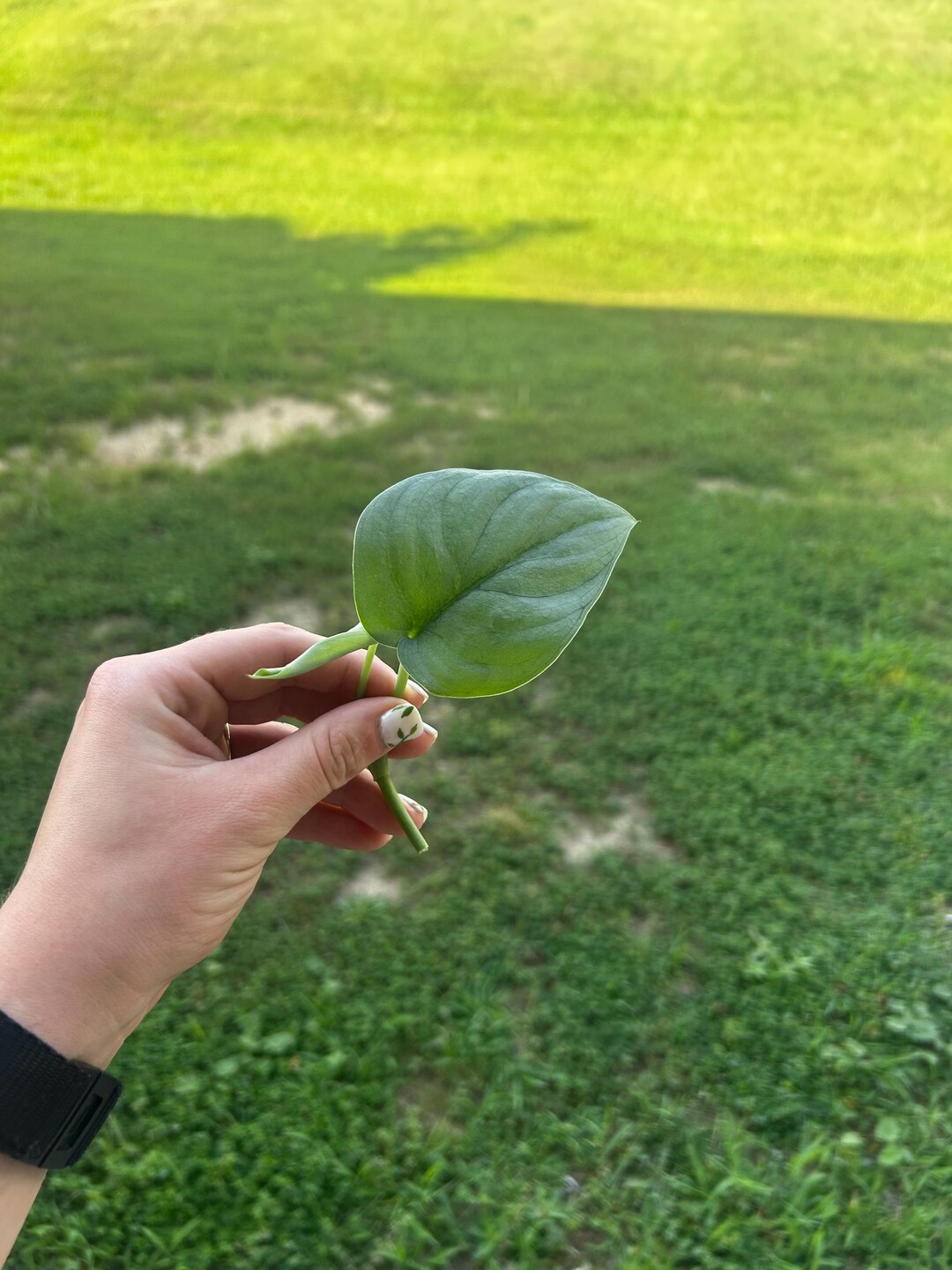 Scindapsus Platinum, Scindapsus Pictus 'platinum' Propagations- Node ...