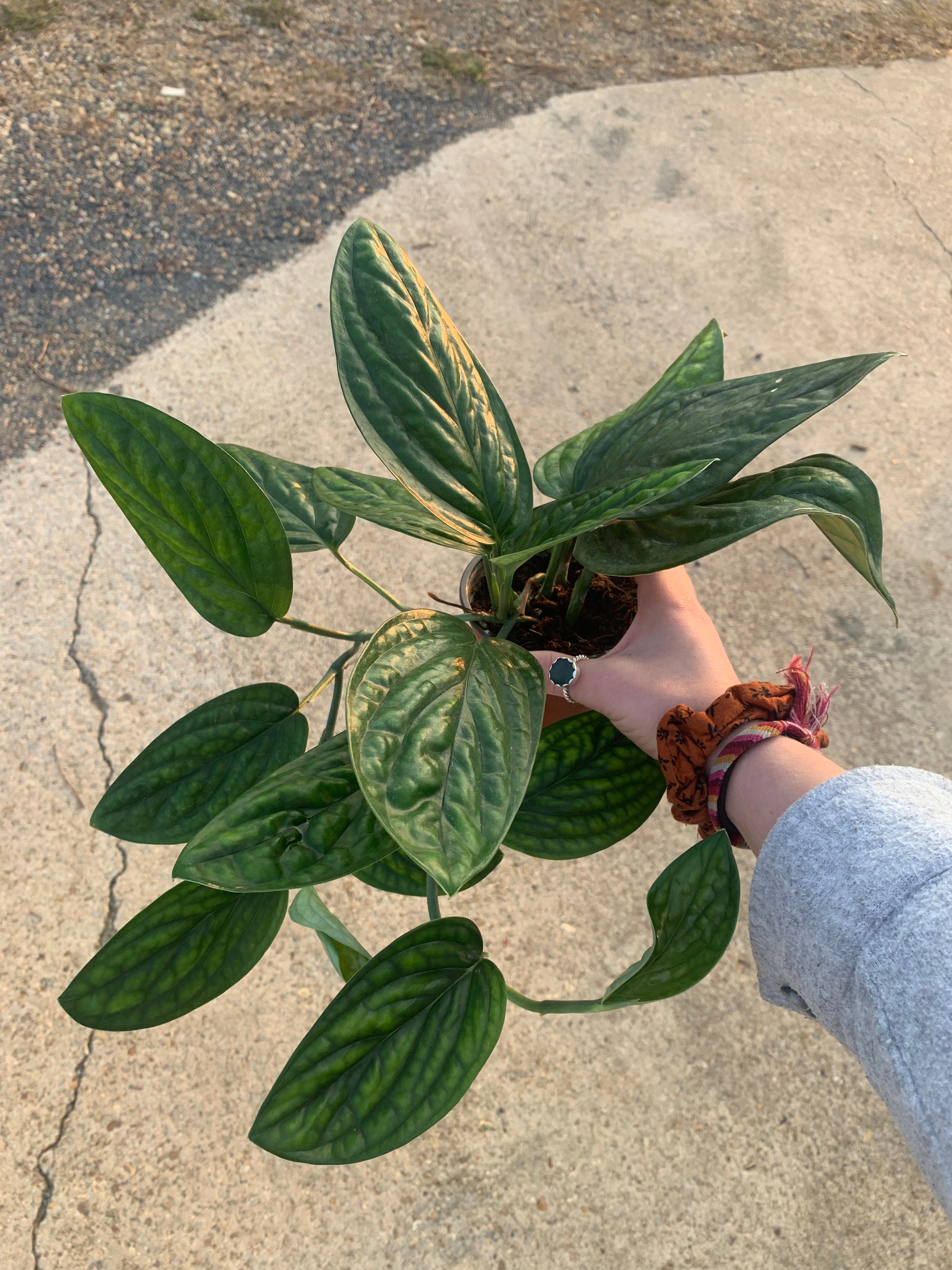 Monstera Peru Cutting Monstera Peru Propagation Monstera - Etsy