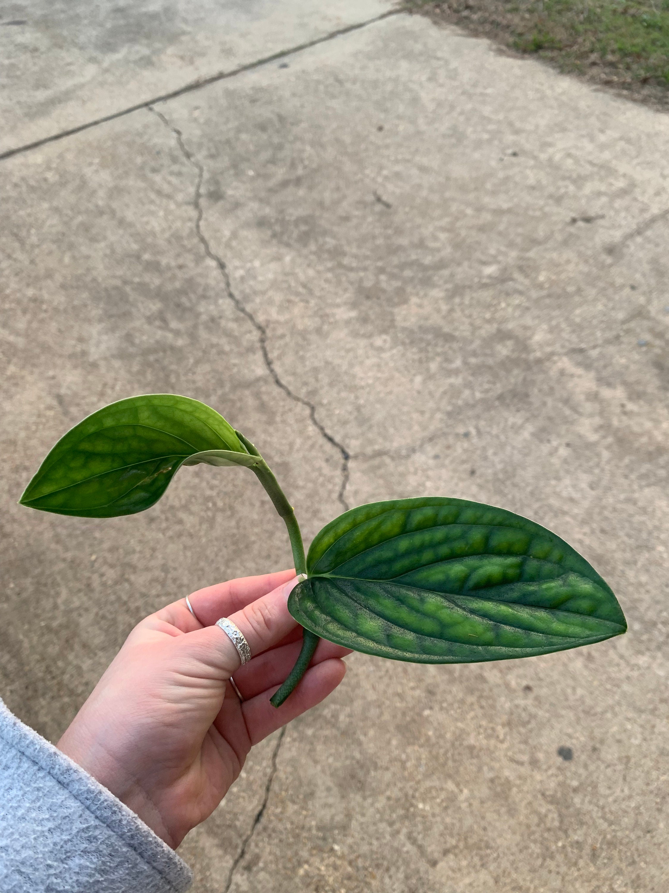 Monstera Peru Cutting Monstera Peru Propagation Monstera - Etsy