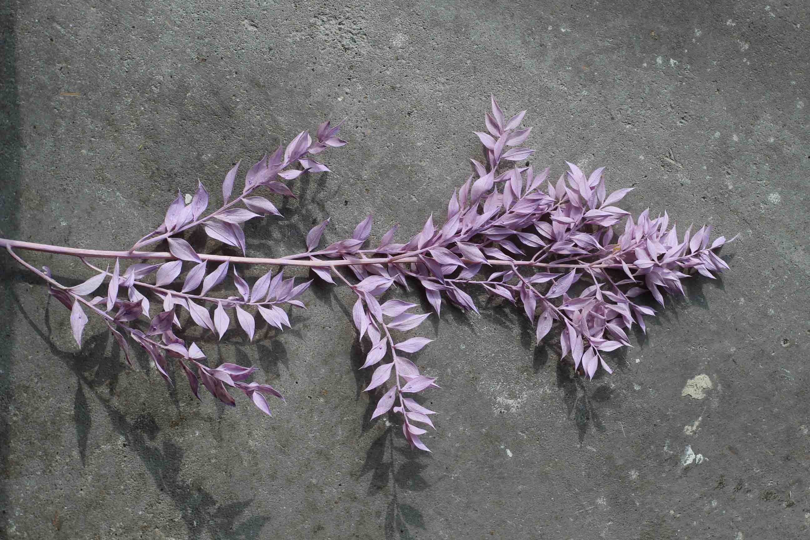 Lilac Ruscus light purple scale-like Ruscus purple dried | Etsy