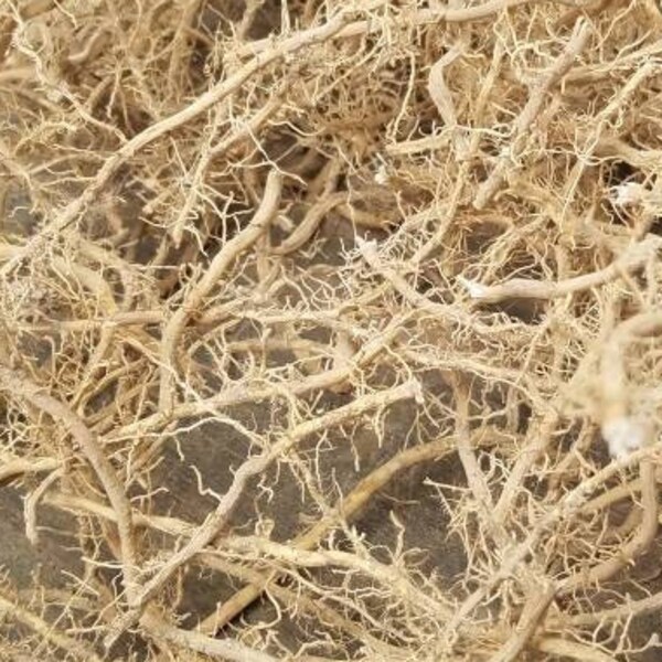 Rhizome - Etsy
